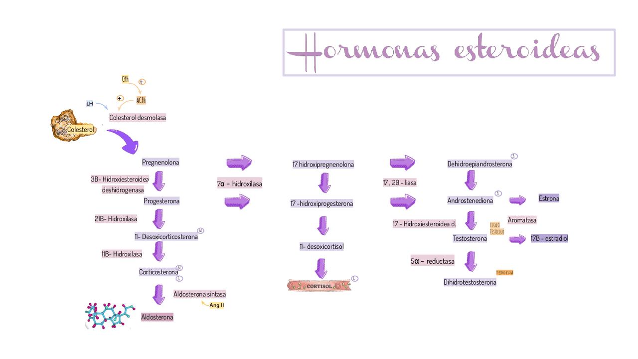 Sintesis De Las Hormonas Esteroideas Docsity