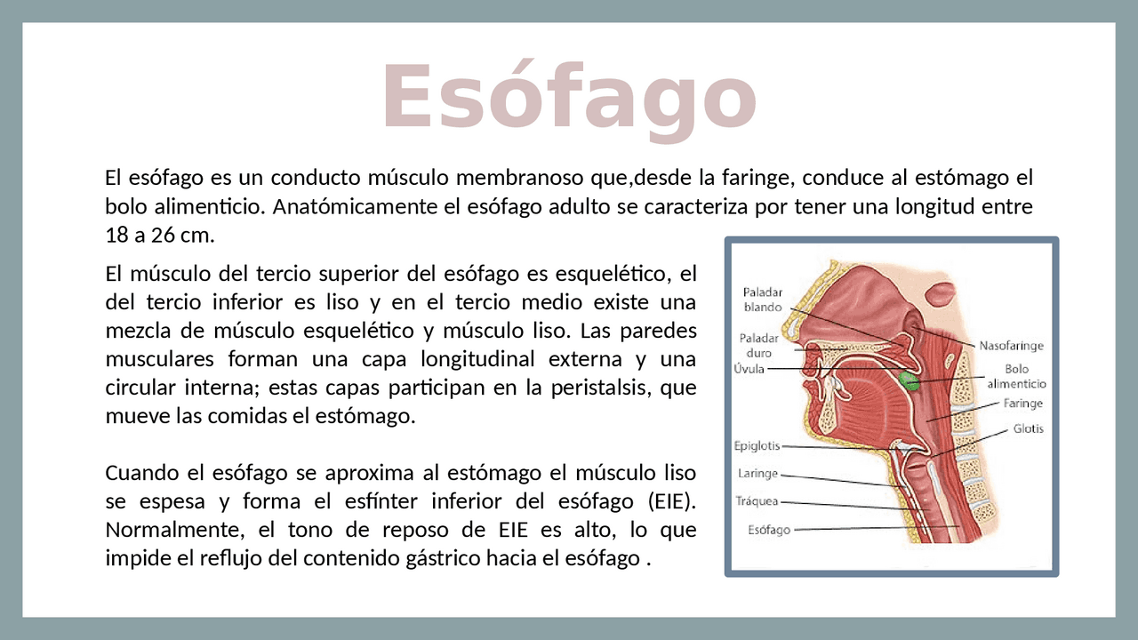 Apuntes Resumen De Esófago Slides Of Anatomy Docsity