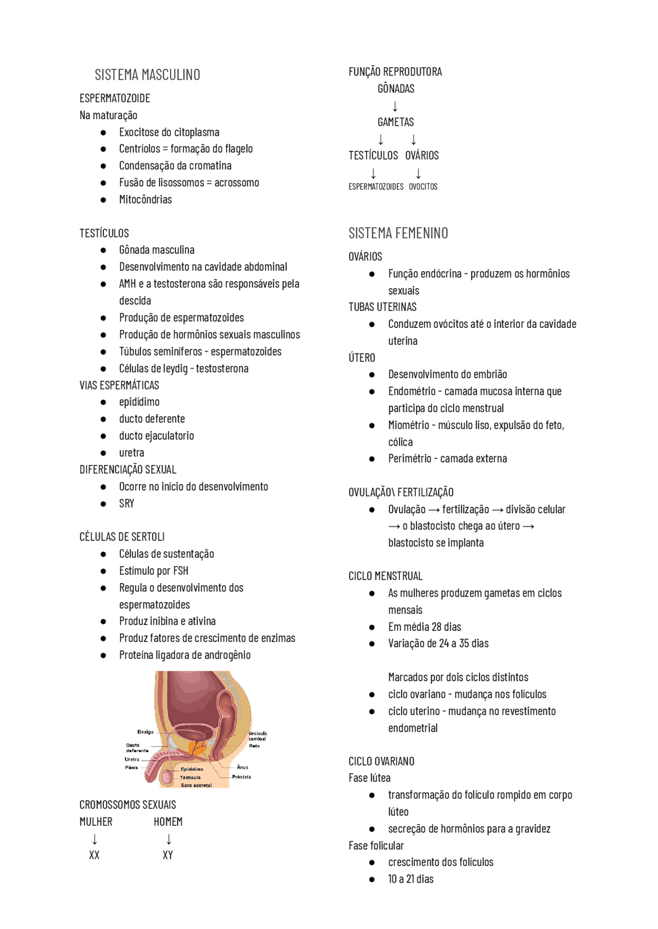 Sistema Reprodutor Masculino Docsity