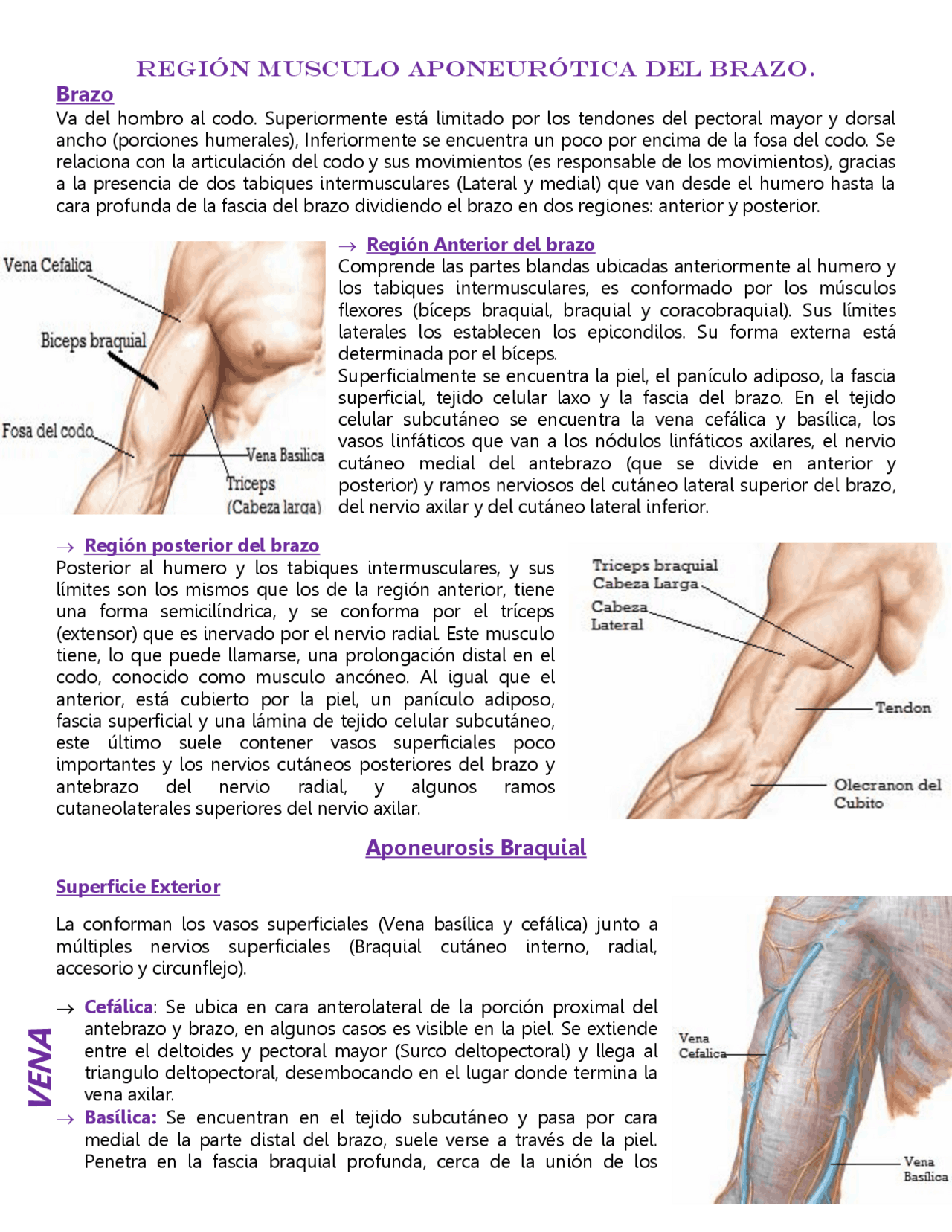 Guia De Morfofisiologia Docsity