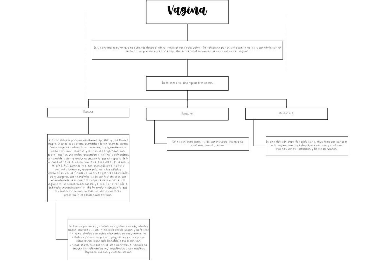 Aparato Reproductor Femenino Docsity