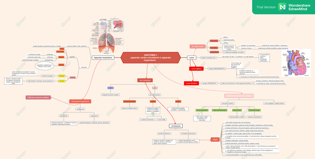 Mappa Concettuale Apparato Respiratorio E Cardio Circolatorio Docsity