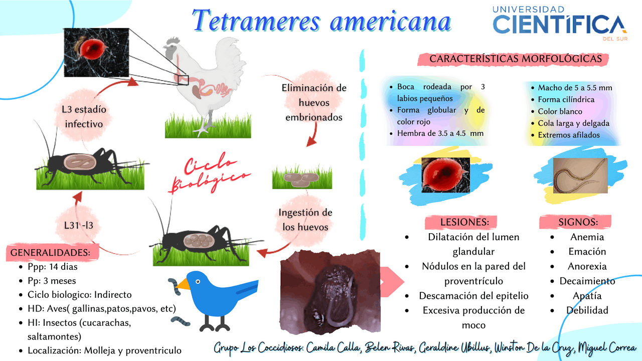 Tetrameres americana - Docsity