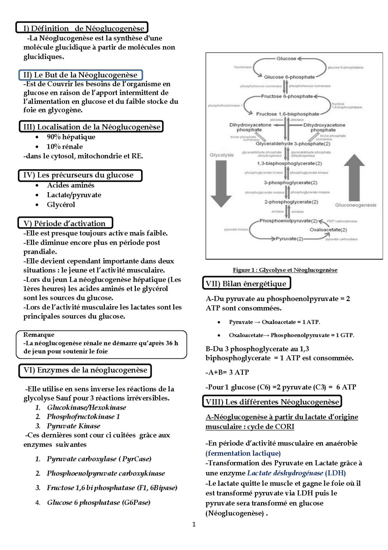 Néoglucogenèse - Schéma général | Schémas Médecine | Docsity
