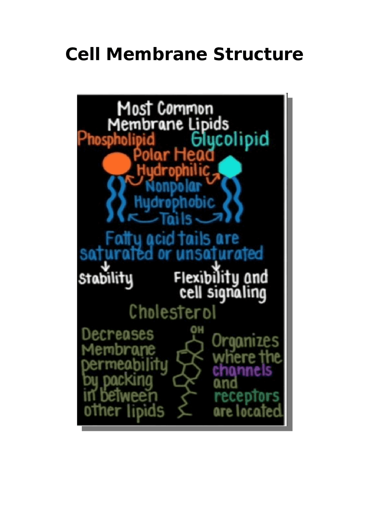 Cell Membrane Structure Medical Professional Notes Docsity