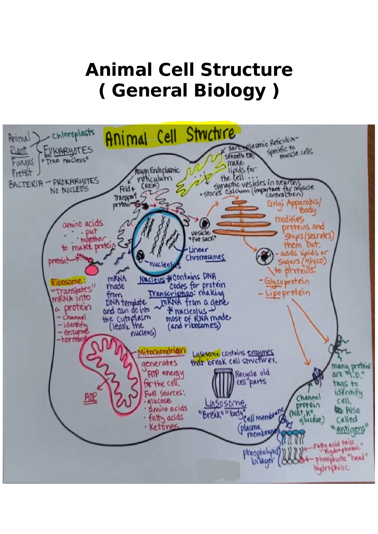 Animal Cell Structure ( General Biology ) Notes - Docsity