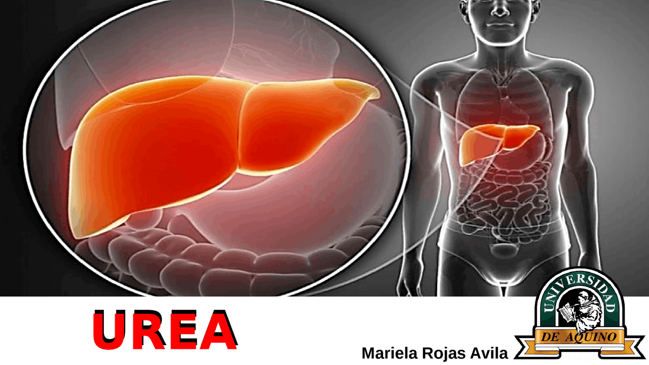 DIAGNOSTICO CLINICO DE UREA - Docsity