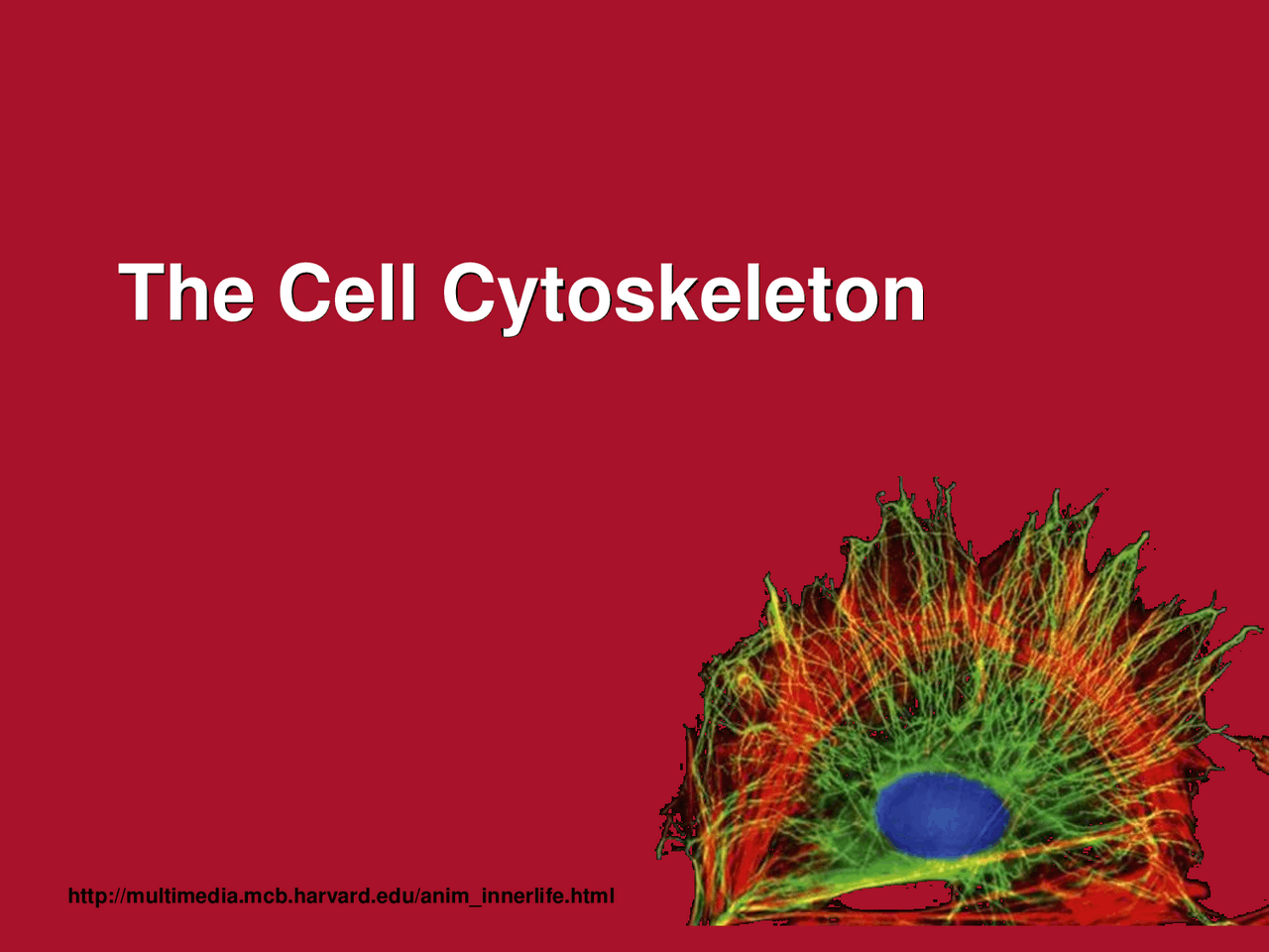 Citoscheletro Biologia Docsity
