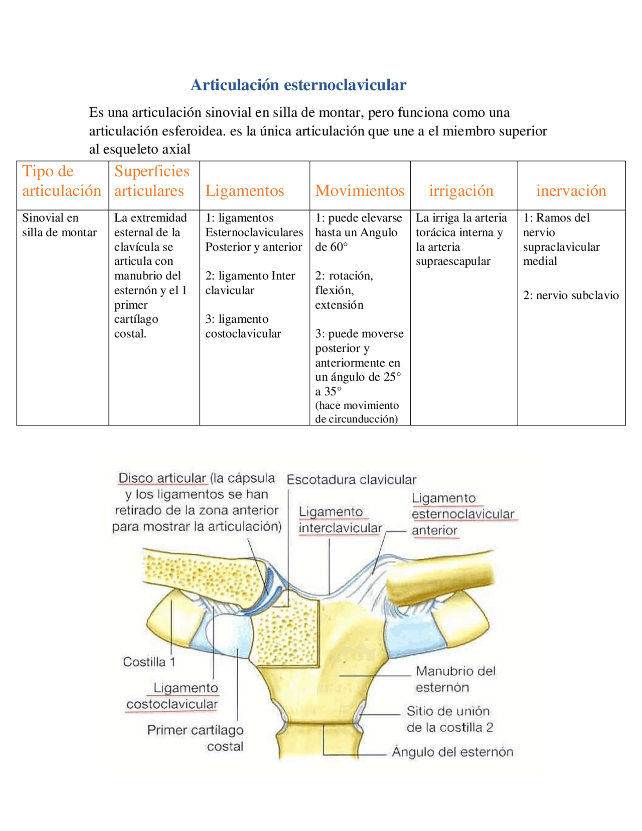Articulaciones de la extremidad superior - Docsity