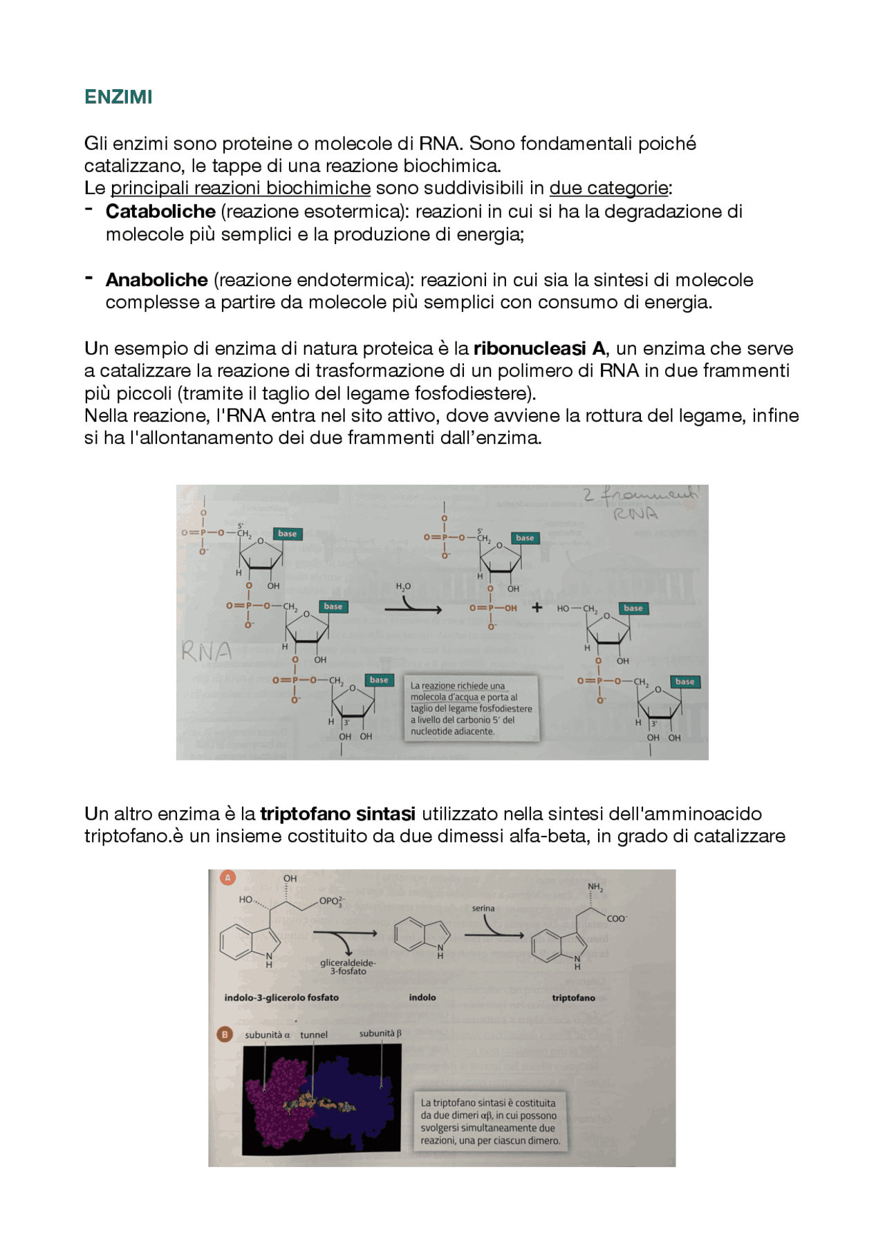 Enzimi In Biochimica Docsity