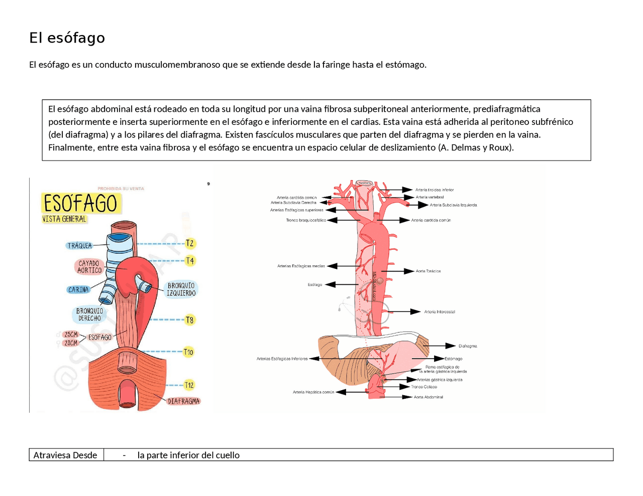 Anatomia Del Esofago Resúmenes De Anatomía Aplicada Docsity