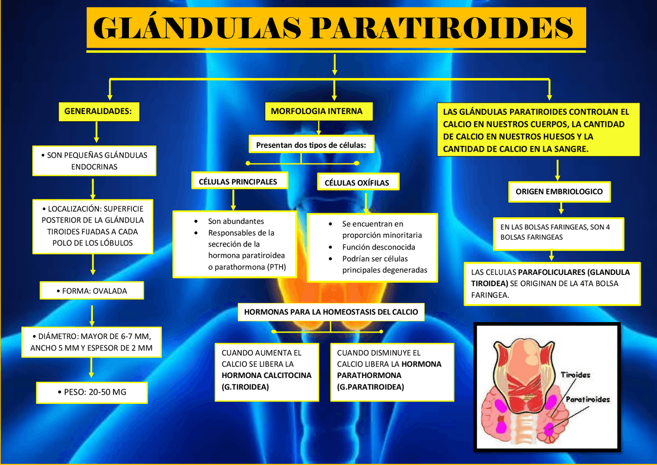 Glándulas Paratiroides | Esquemas y mapas conceptuales de Medicina ...