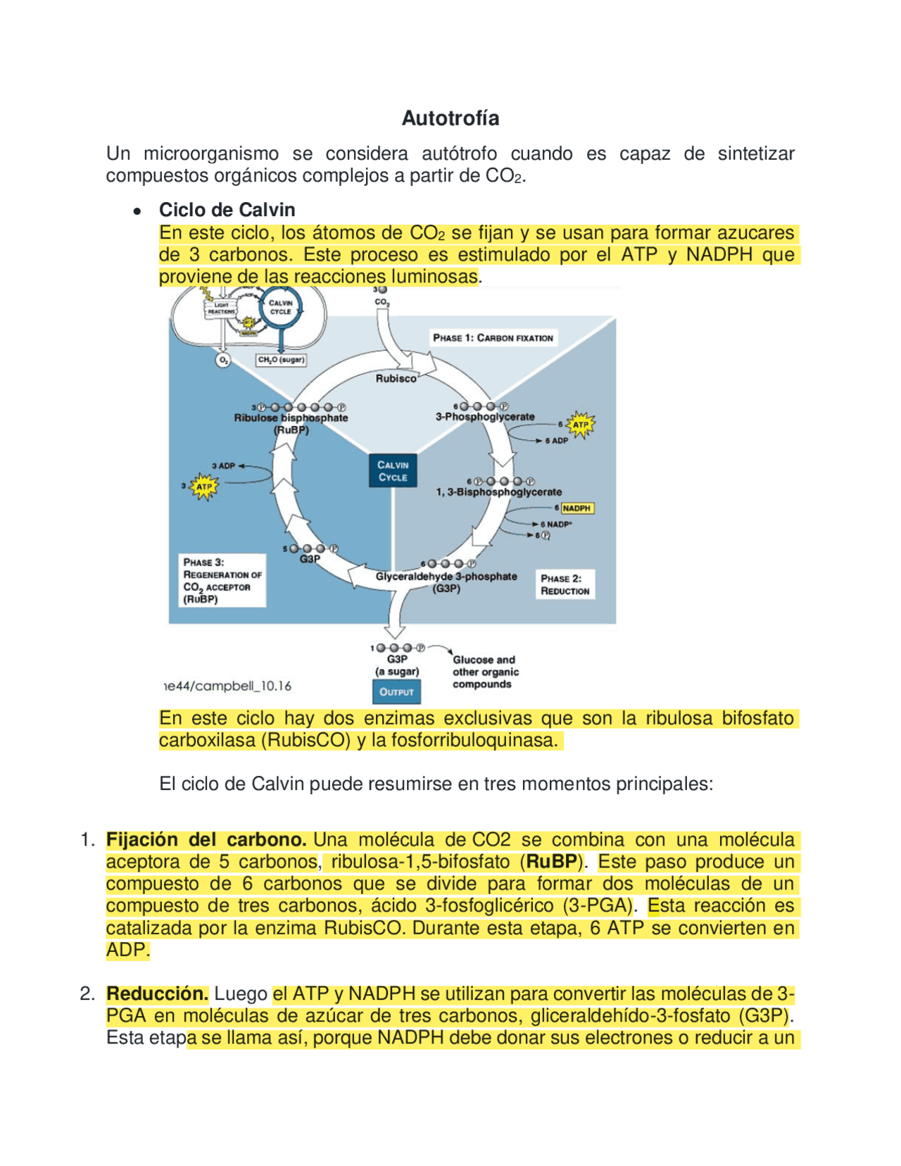 Autotrofía: definición, ejemplos y características. | Apuntes de ...