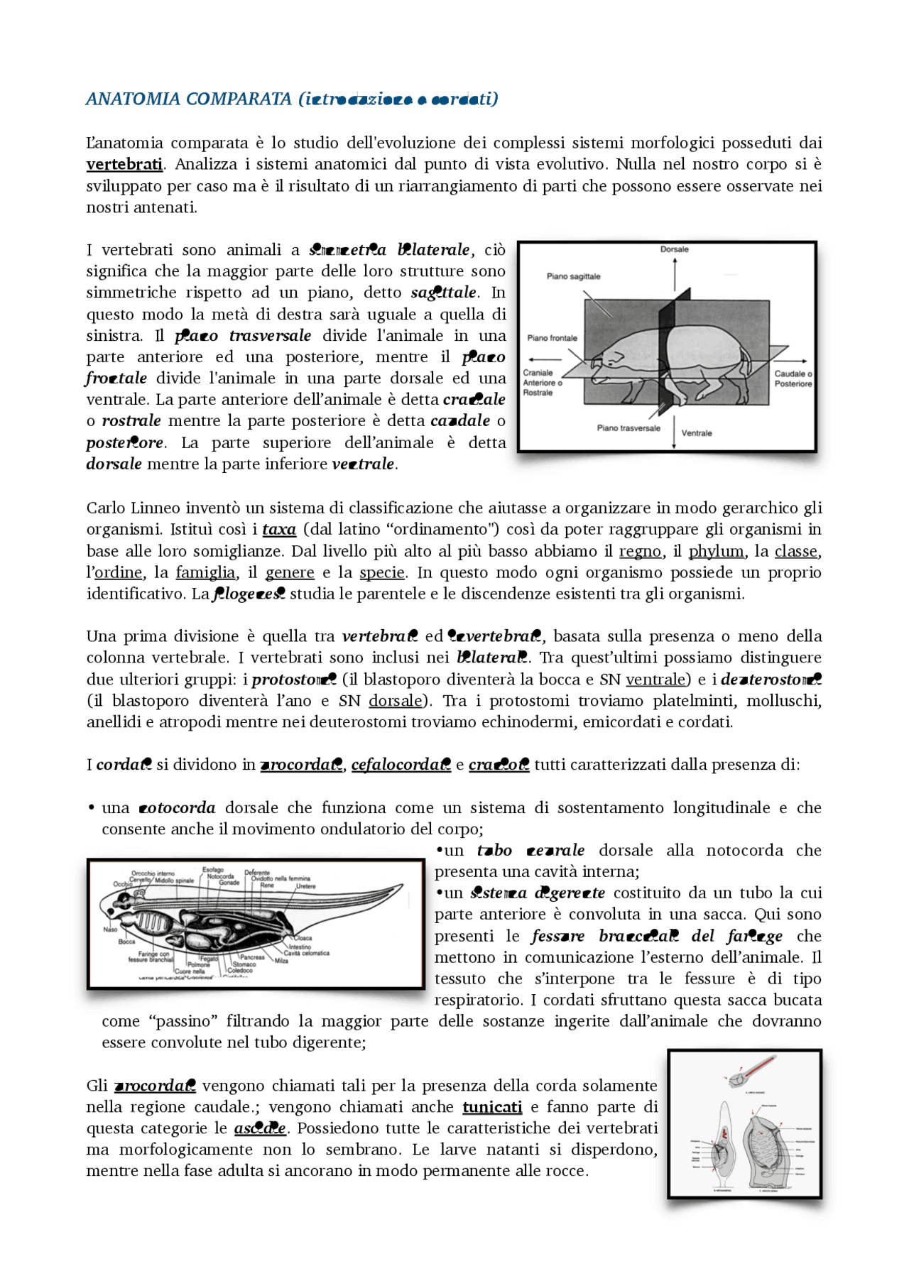 Prima Lezione Del Corso Di Anatomia Comparata Docsity