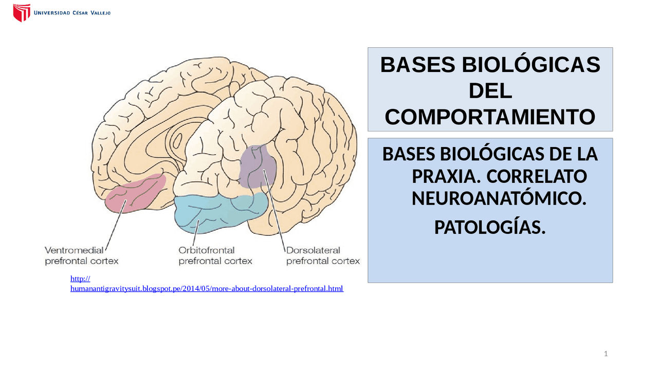 BASES BIOLÓGICAS DE LA PRAXIA. CORRELATO NEUROANATÓMICO. PATOLOGÍAS. | Diapositivas de Patología ...