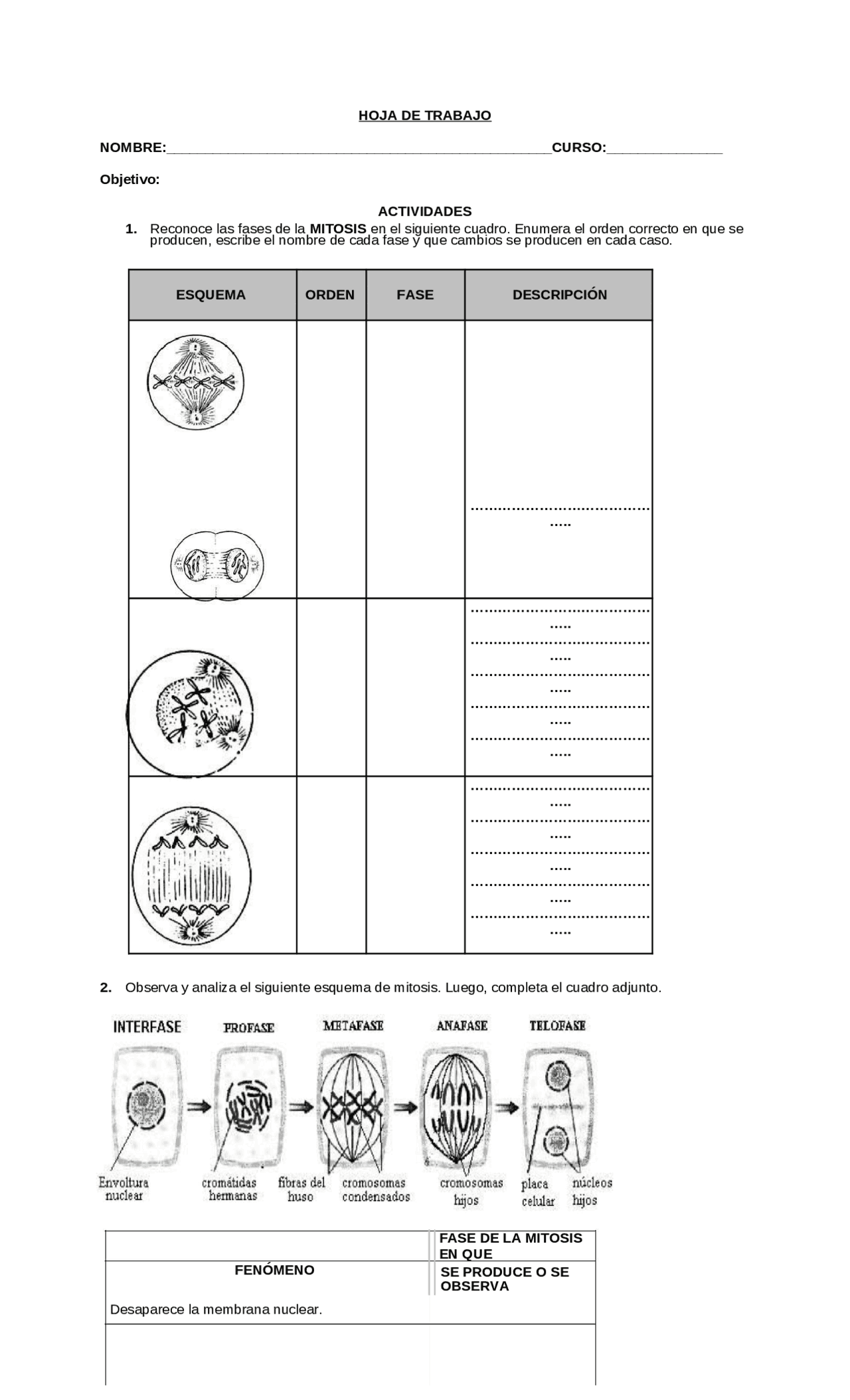 Hoja De Trabajo De Mitosis Y Respuestas De Identificación De Diagramas