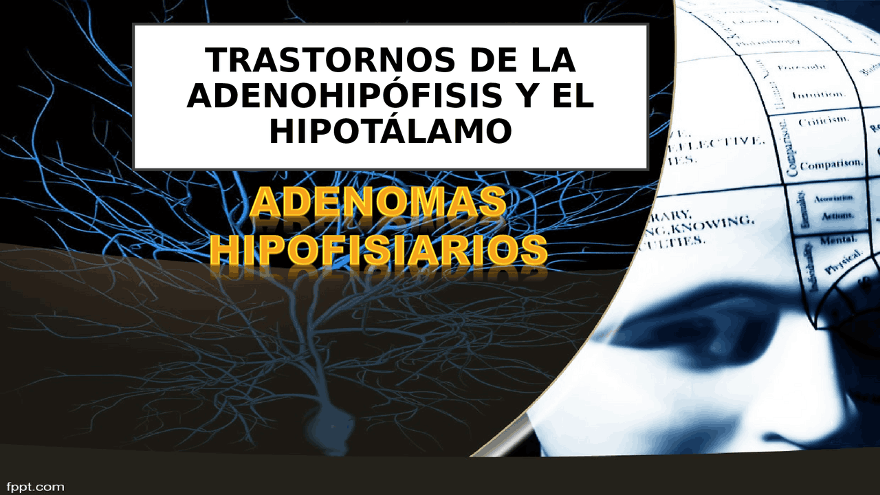 Diapositivas Endocrinologia Docsity