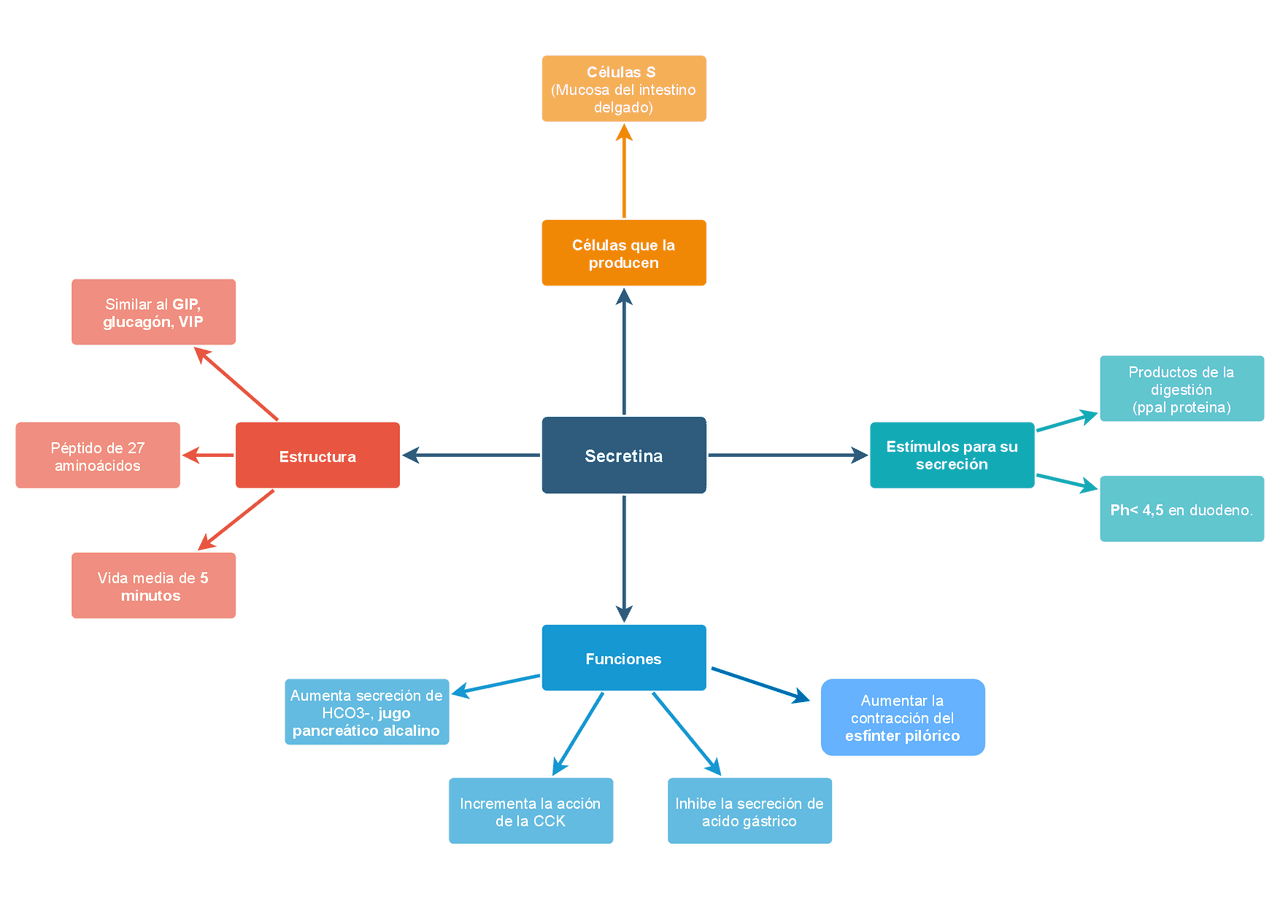 Secretina, fisiología del sistema digestivo - Docsity