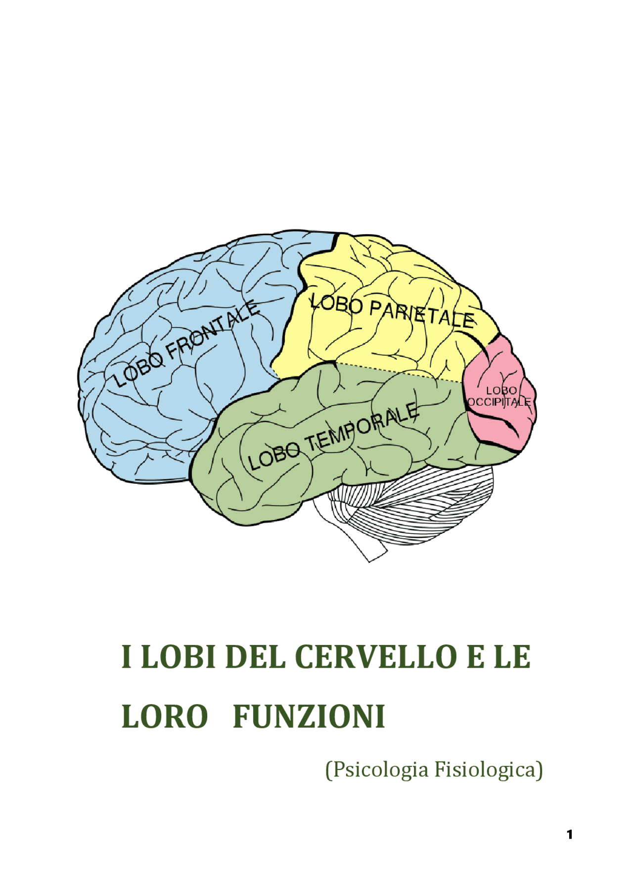 SINTESI SULLE FUNZIONI DEI LOBI DEL CERVELLO | Sintesi del corso di ...