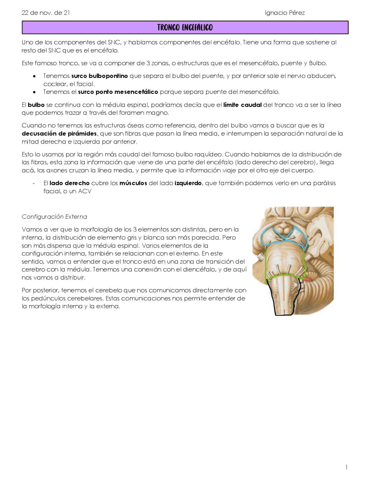 Apuntes Neuroanatomia Docsity