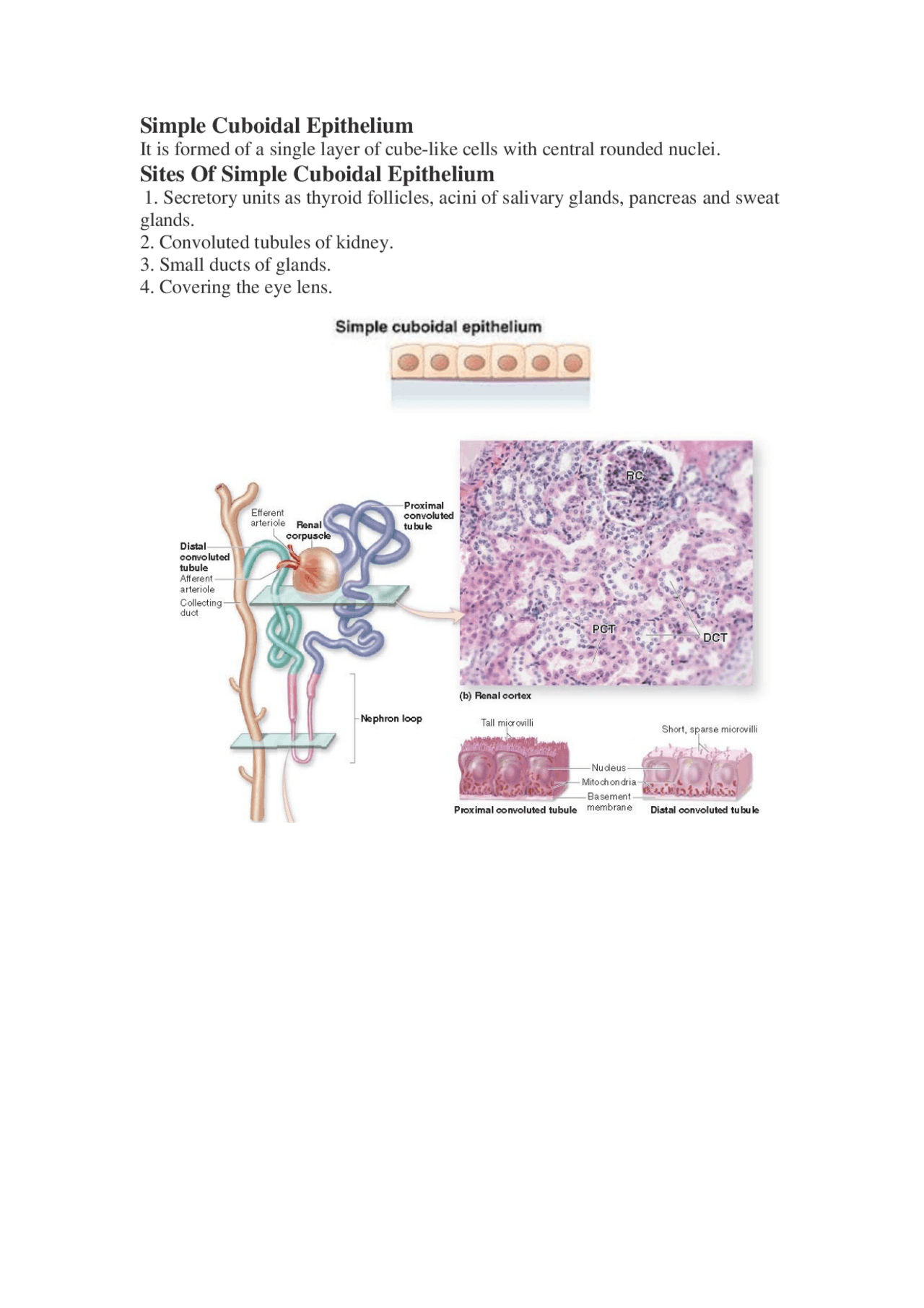 Normal histology epithelial - Docsity
