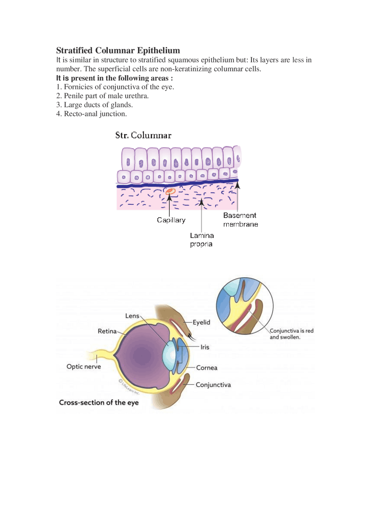 Normal human epithelial - Docsity