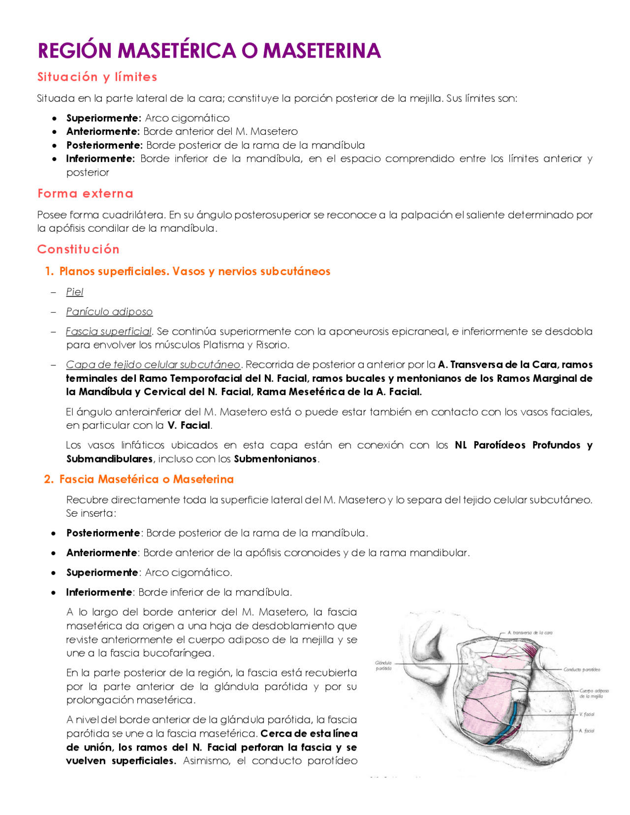 Región Masetérica o Maseterina - Docsity
