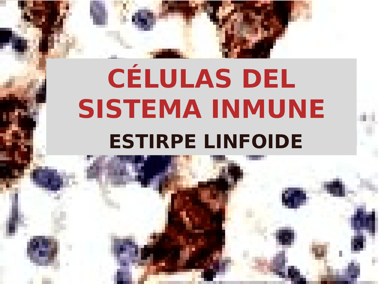 Álbum Células Linfoides Docsity