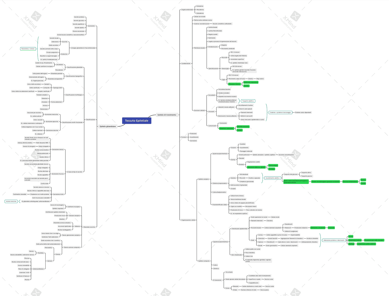 Riassunto Schematico Del Tessuto Epiteliale Docsity