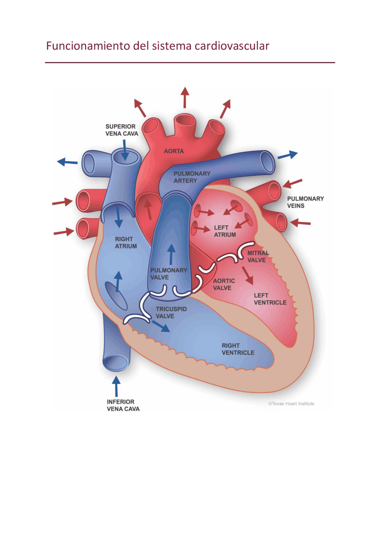 Cardiovascular sistema estructura y función humana - Docsity