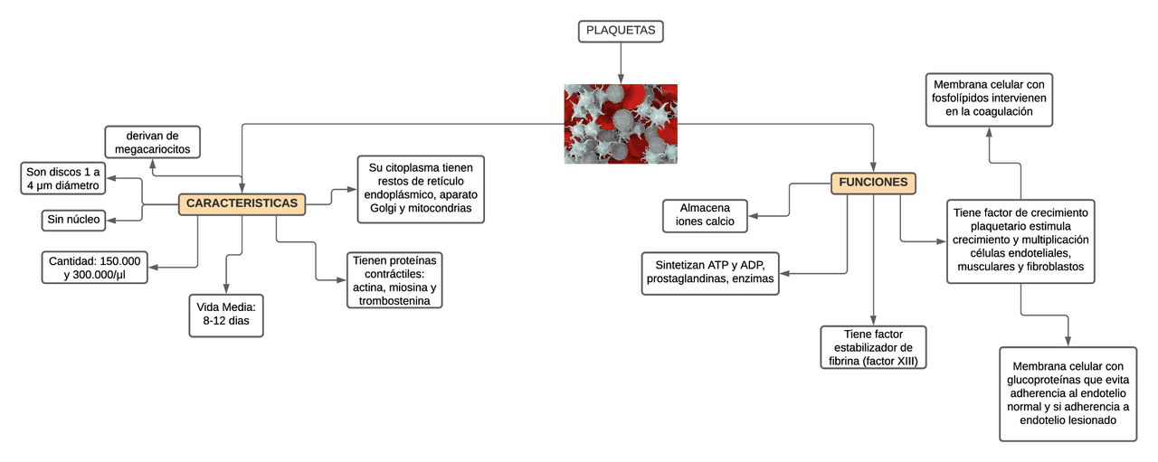 MAPAS CONCEPTUALES FISIO | Esquemas de Fisiologia | Docsity