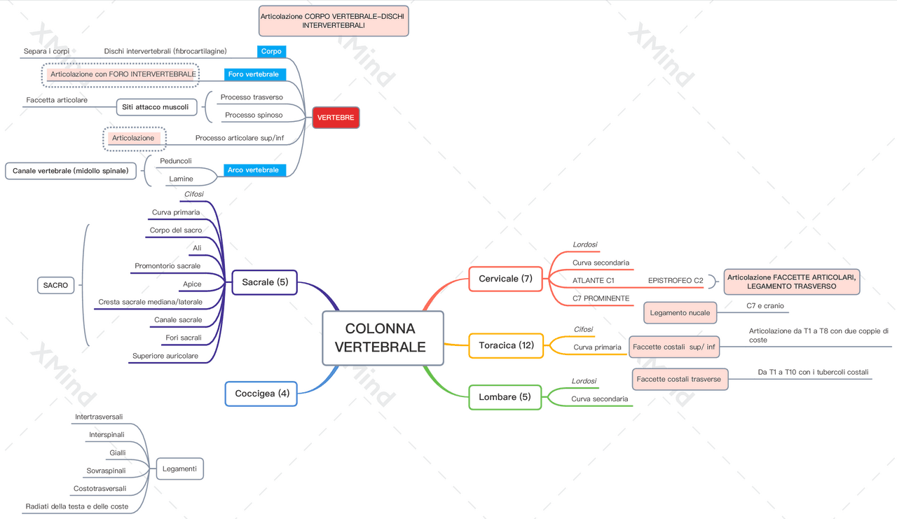 SCHEMA COLONNA VERTEBRALE - Docsity