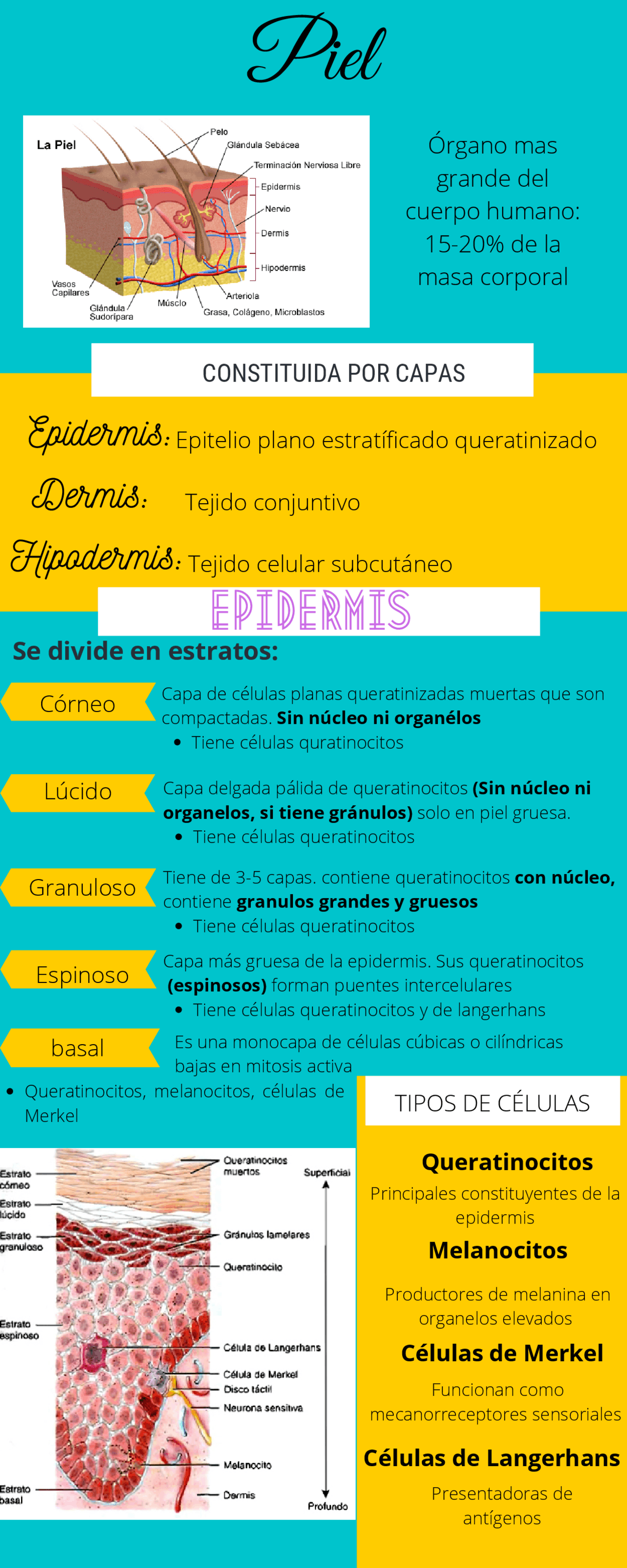 Histologia de piel - Docsity