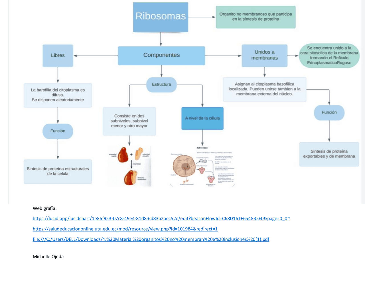 Ribosomas Clasificación Y Componentes Docsity