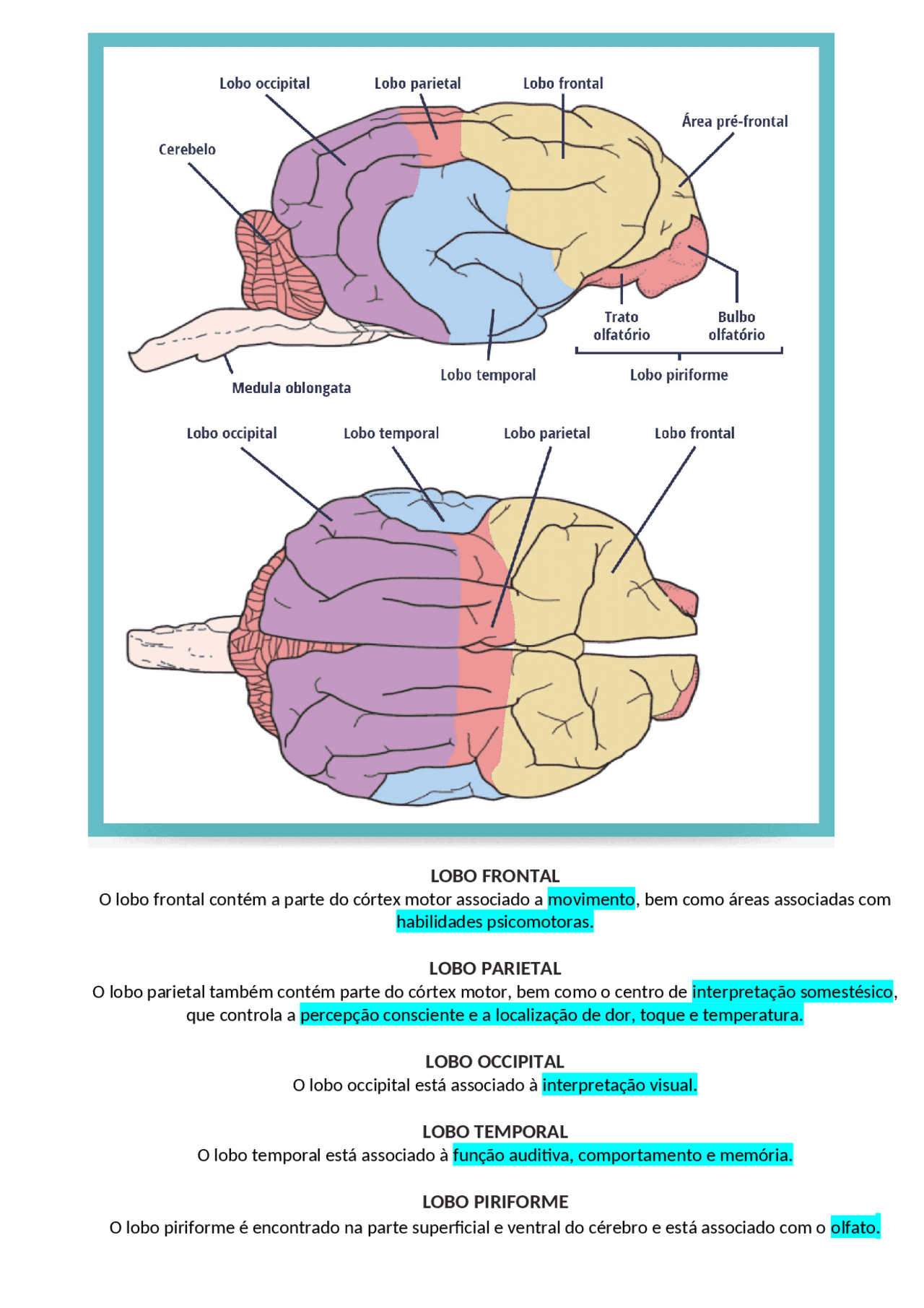 Lobos cerebrais anatomia animal e humana | Esquemas Anatomia e ...