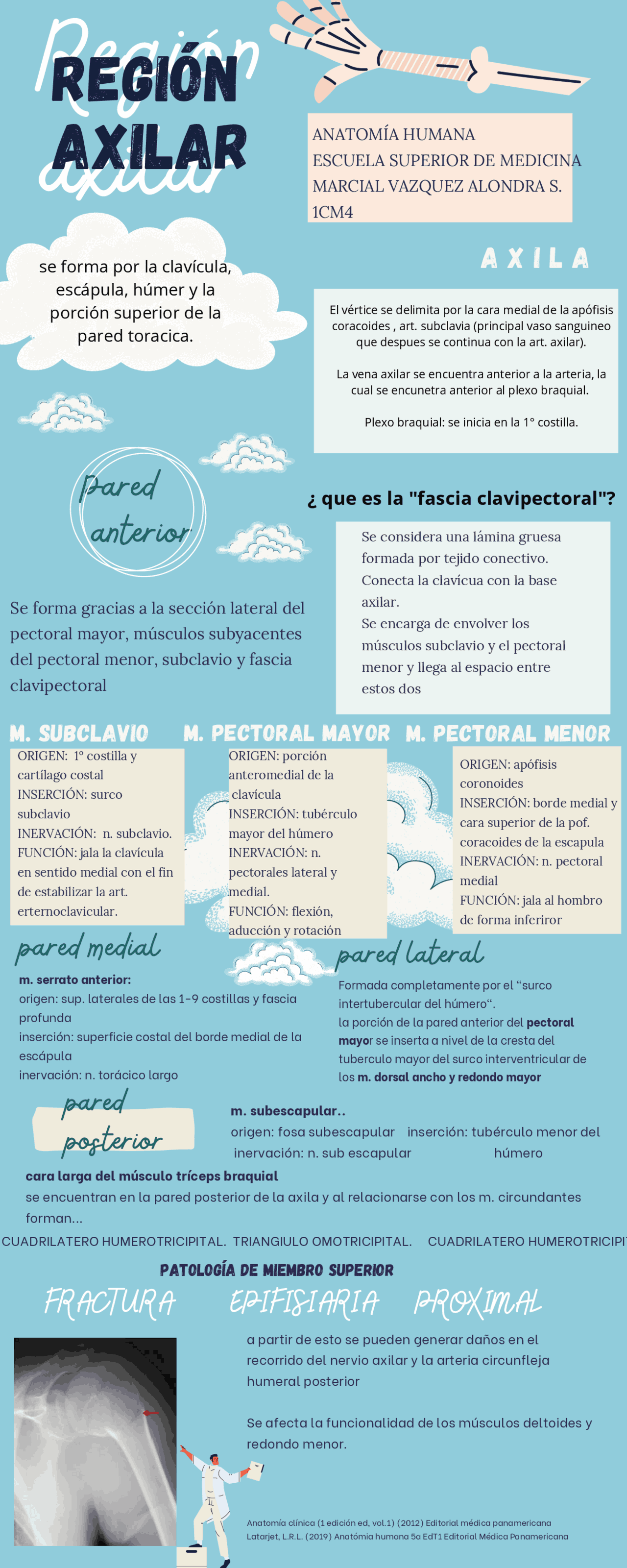 REGION AXIAL ANATOMIA HUMANA - Docsity