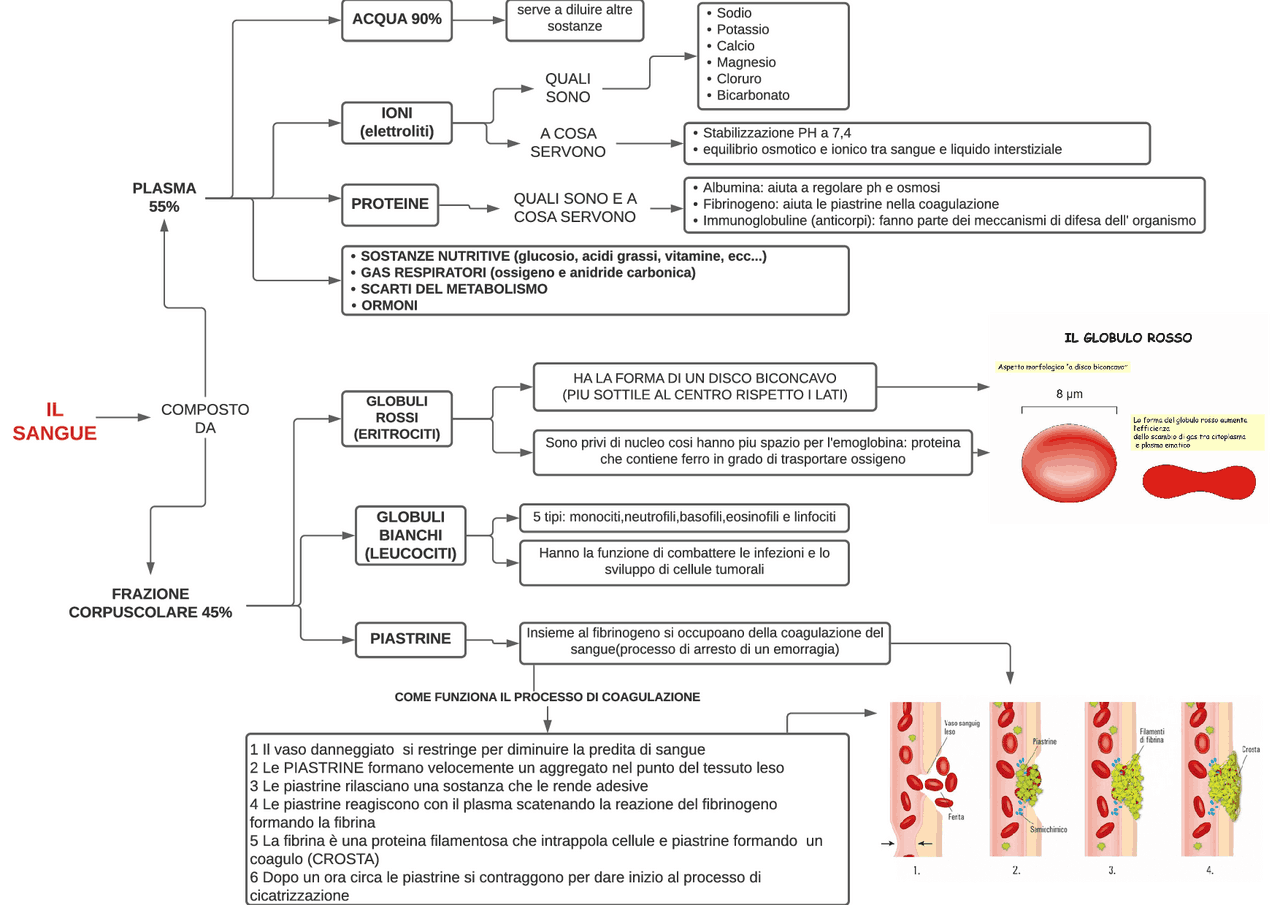 IL SANGUE E LA SUA COMPOSIZIONE - Docsity
