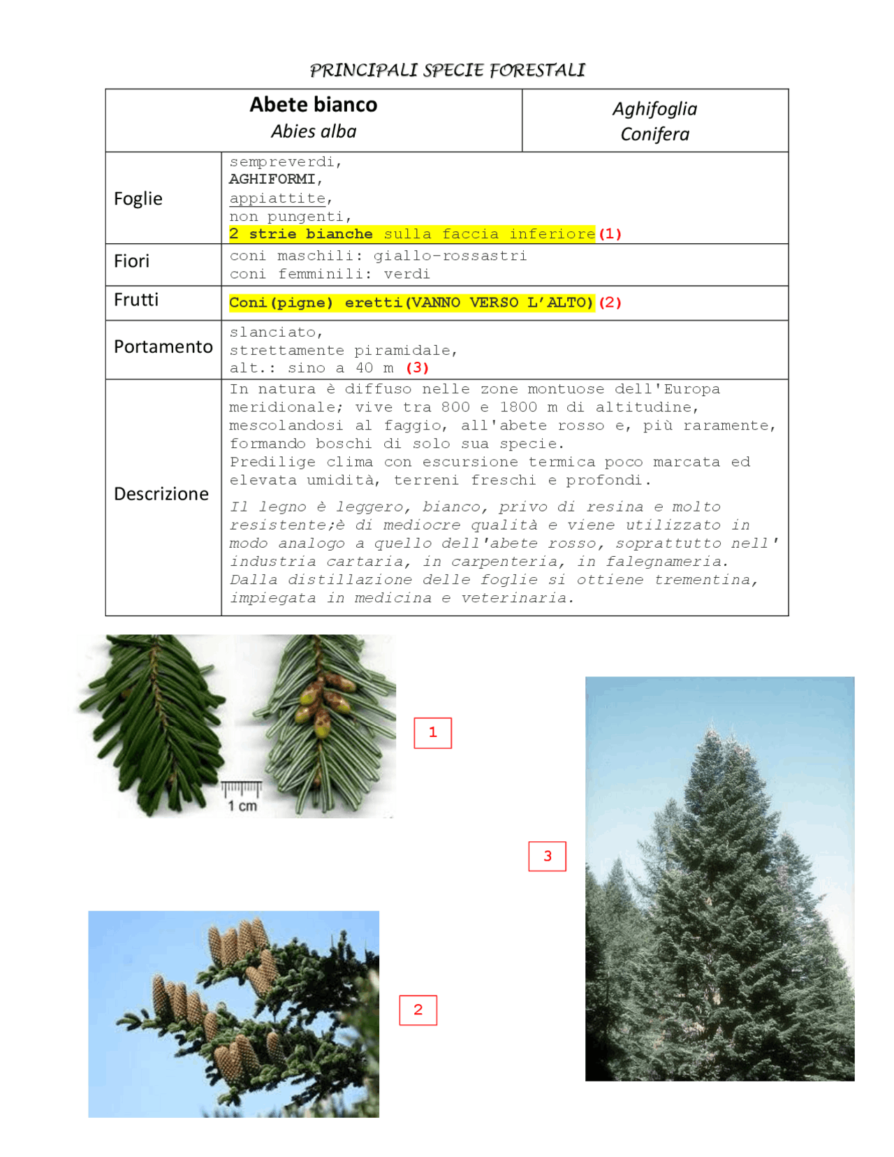 Descrizione Sp Forestali Ab Bianco Docsity