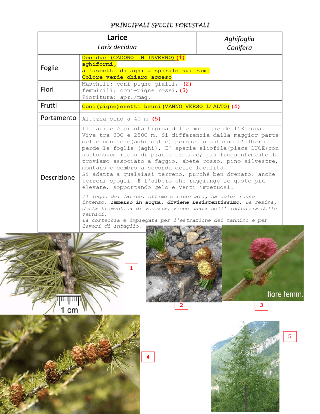 Descrizione Sp Forestali Larice Docsity