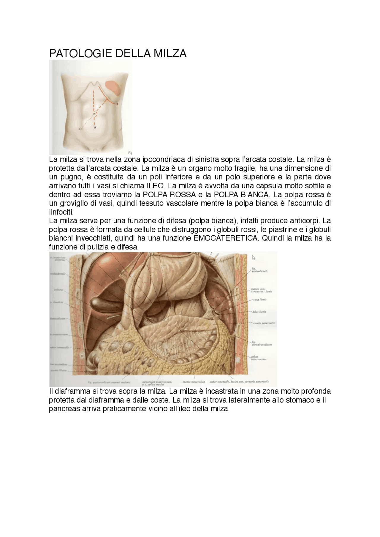 Anatomia della milza - Docsity