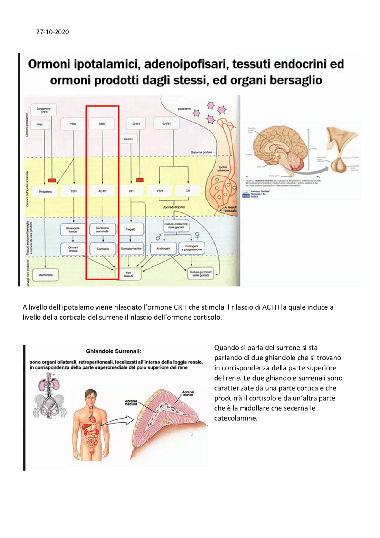 Ormoni della corticale e midollare del surrene - Docsity