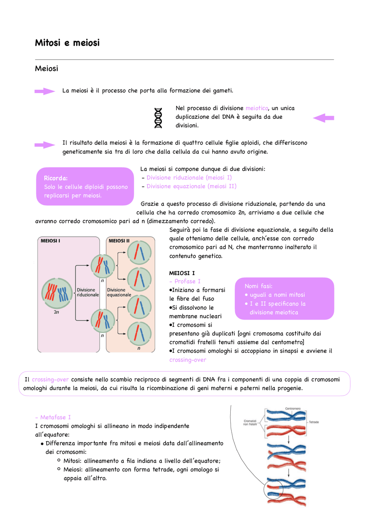 La Divisione Cellulare Meiosi Docsity
