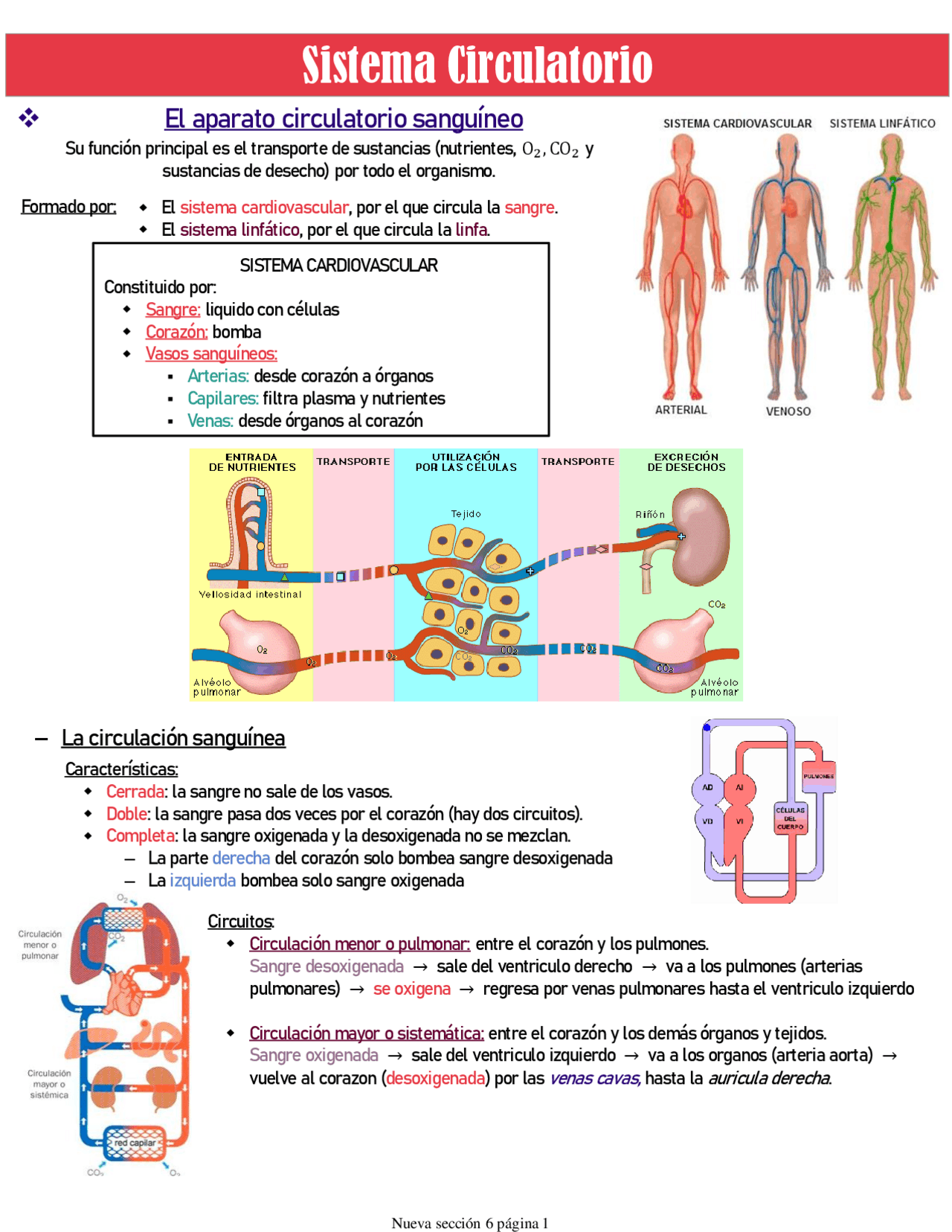 Sistema Circulatorio Docsity