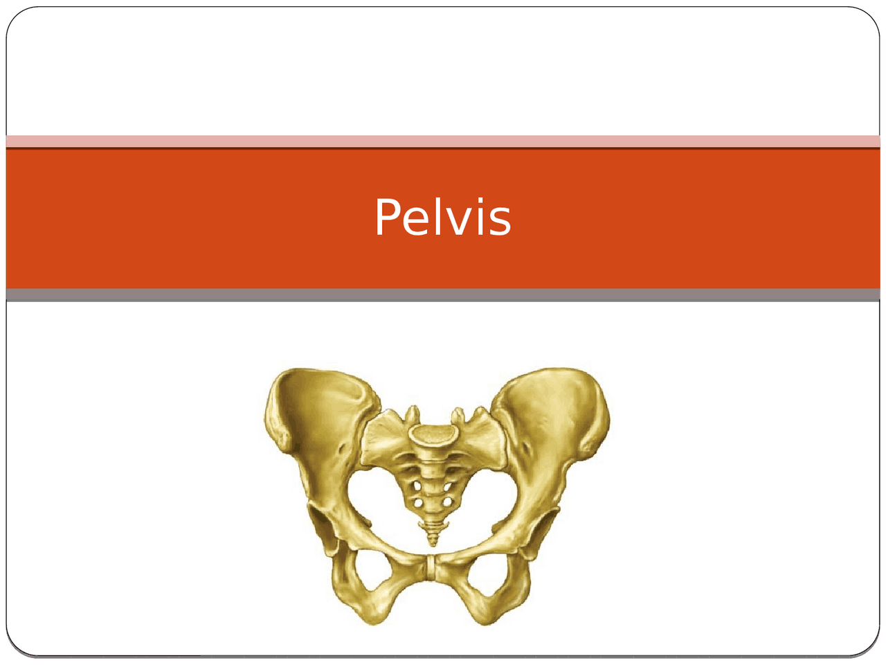 Pelvimetria Anatomia - Docsity