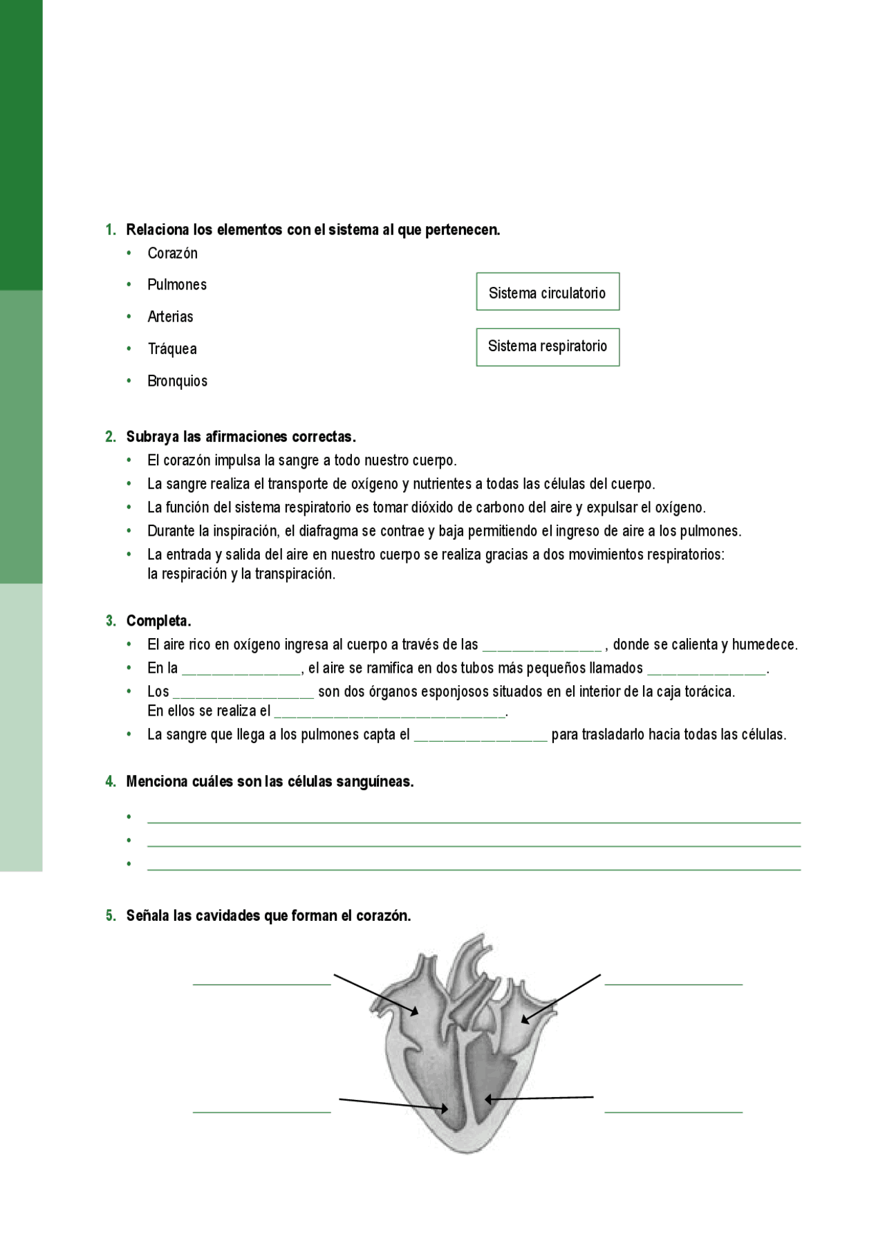 Sistema Circulatorio Docsity