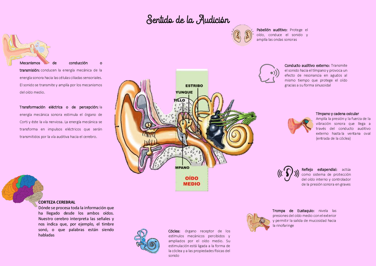Sentido de la audicion - Docsity