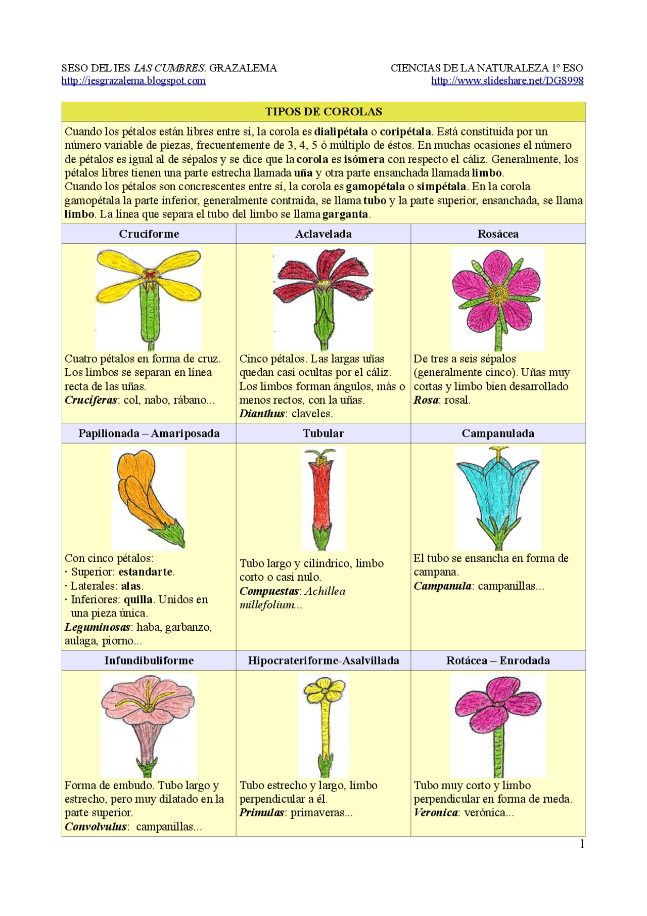 Tipos de corola, forma del tubo y lamina - Docsity
