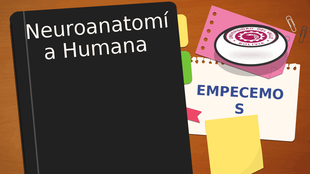 Neuroanatomia Humana Docsity