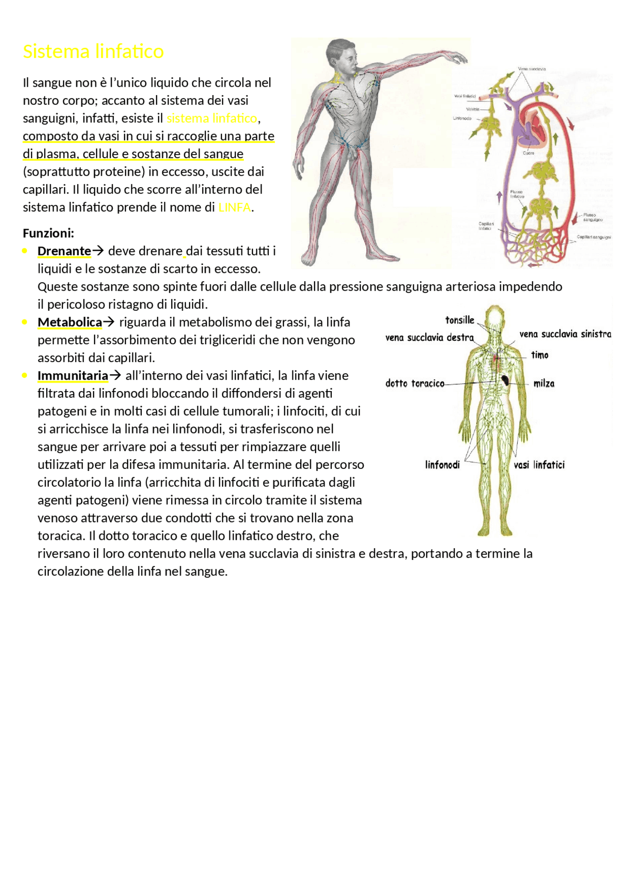 Sistema Linfatico Anatomia Docsity