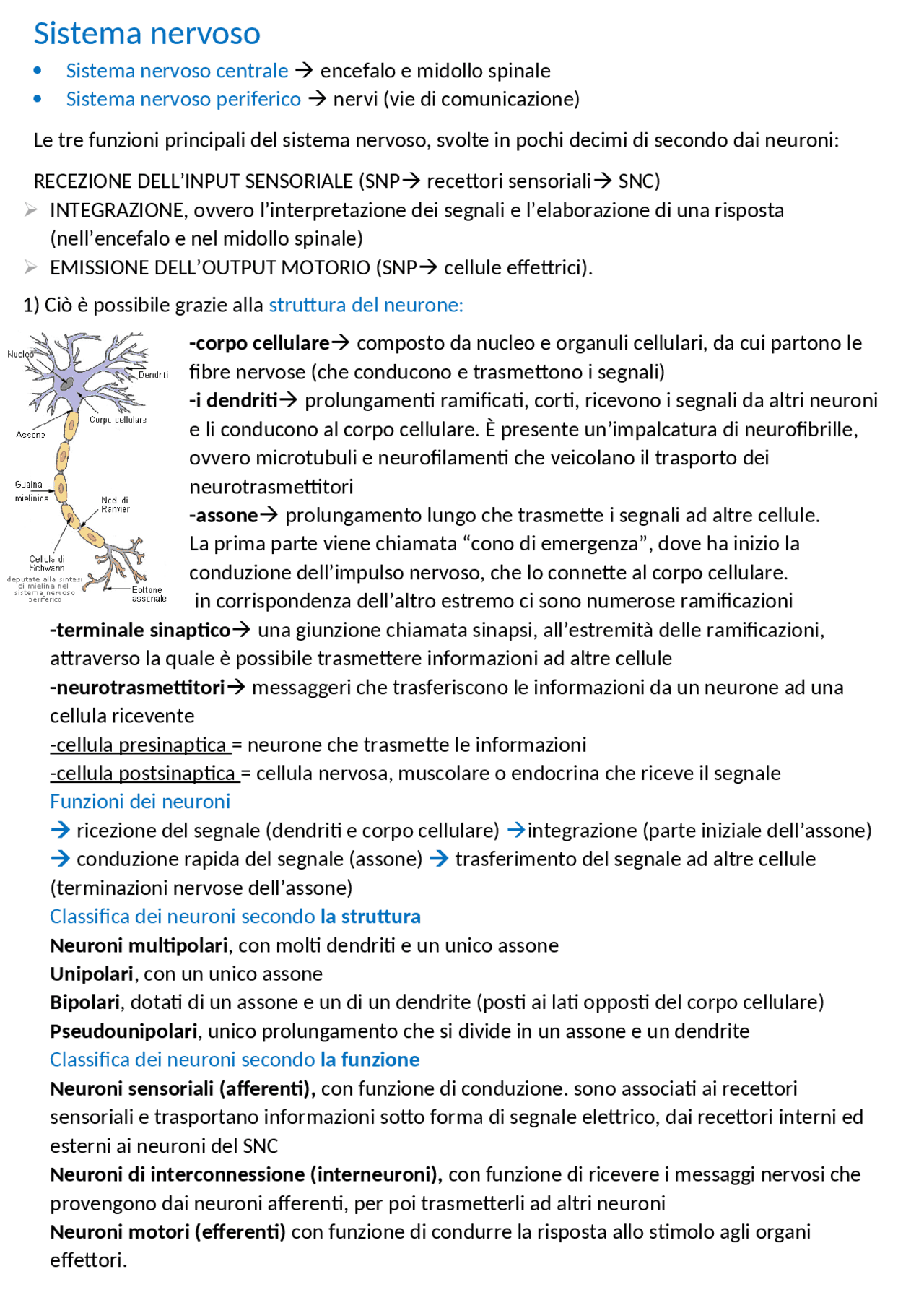 Sistema Nervoso Anatomia Docsity